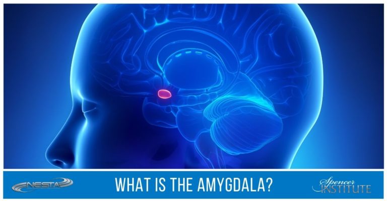 Why is the Amygdala Important? - Spencer Institute Health, Holistic and ...